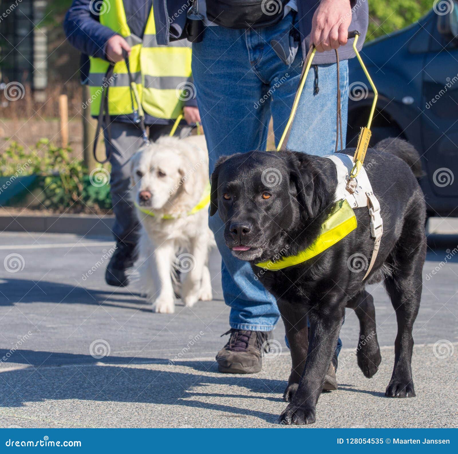 Guidance Dogs for the Blind Stock Image - Image of visually, helpfull ...