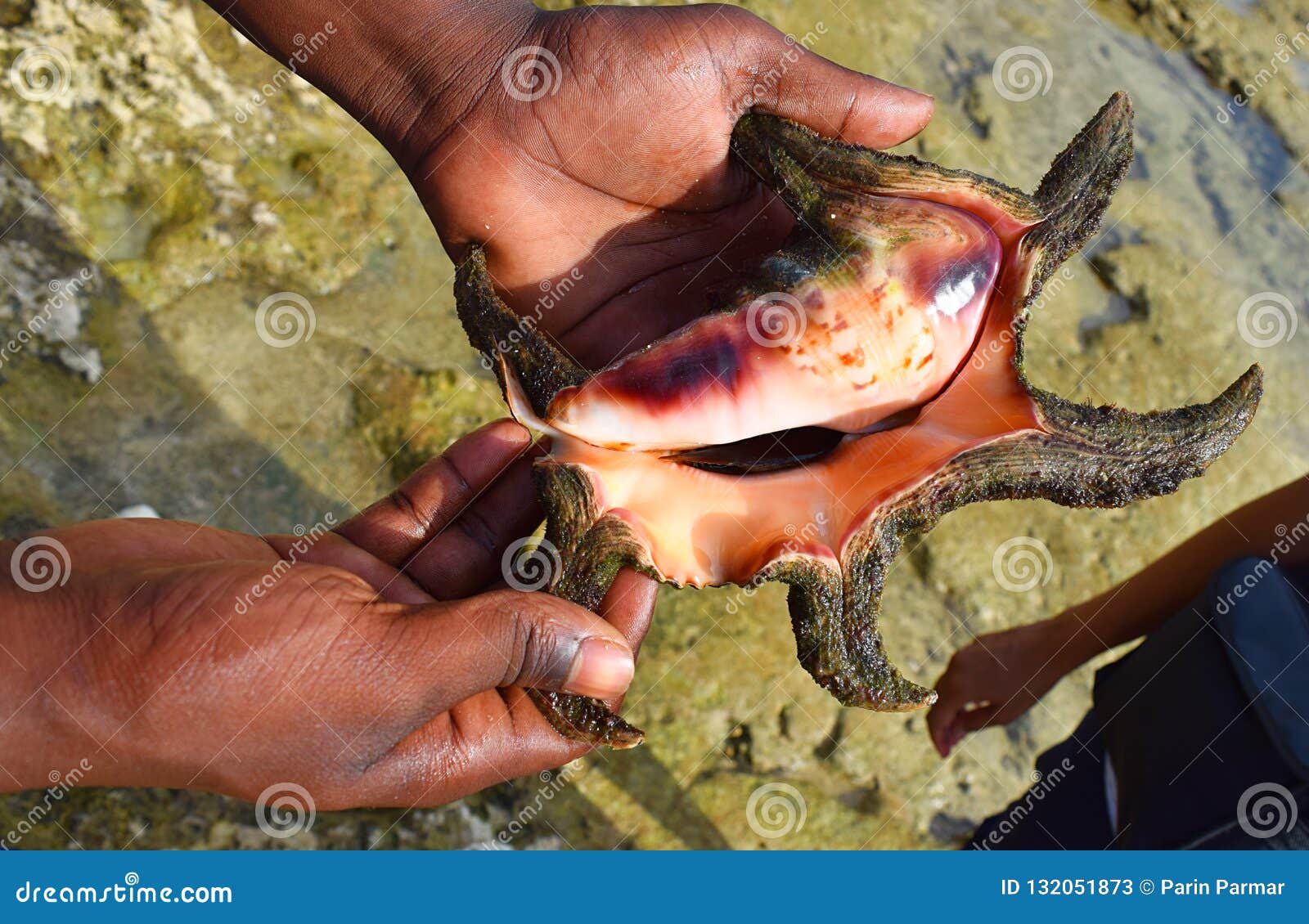 Seashell - Sacred Geometry Stock Image | CartoonDealer.com #45280825 Seashell - Sacred Geometry Stock Image | CartoonDealer.com #45280825