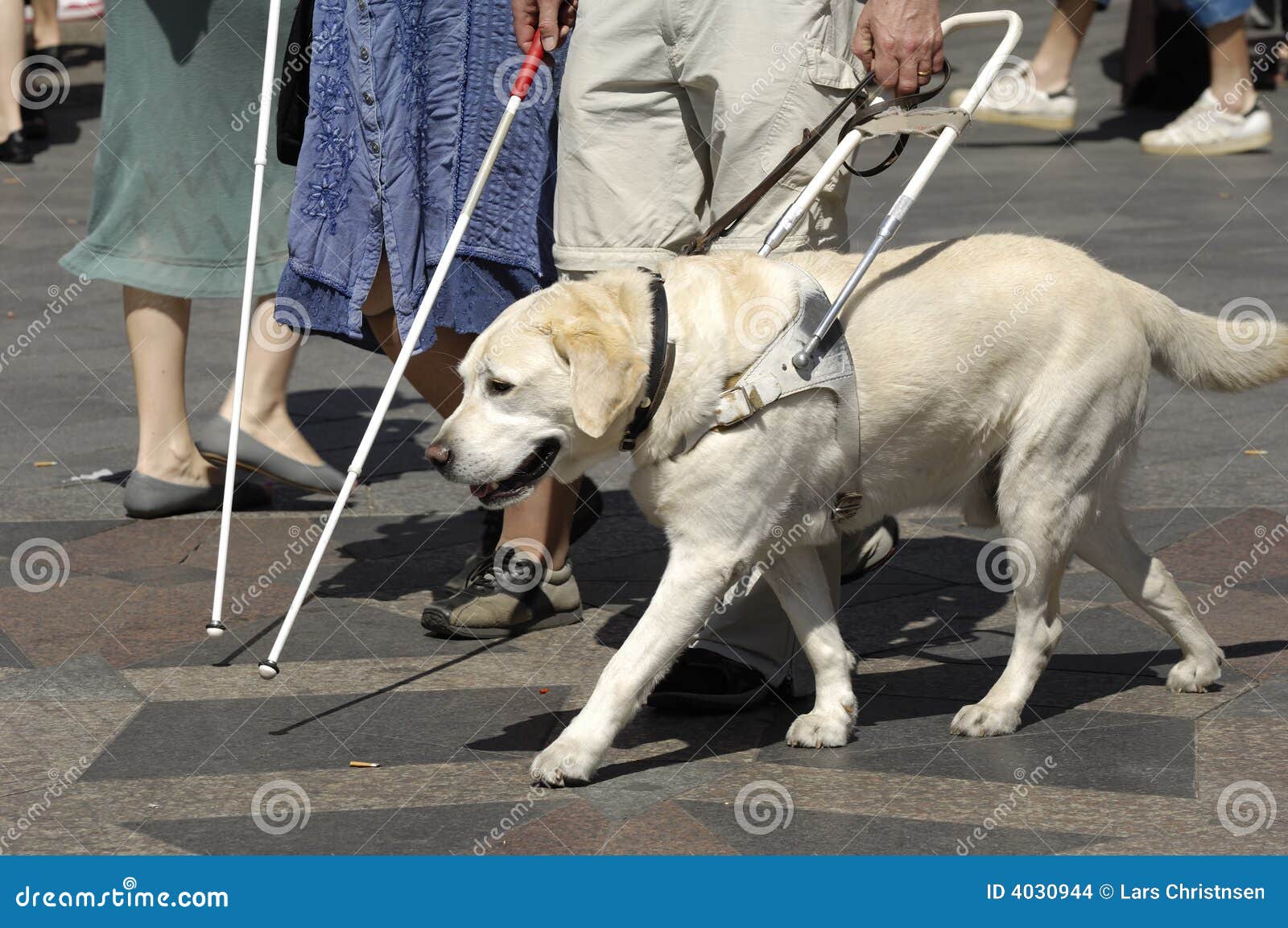 Guide dog stock photo. Image of help, senses, friend, person - 4030944