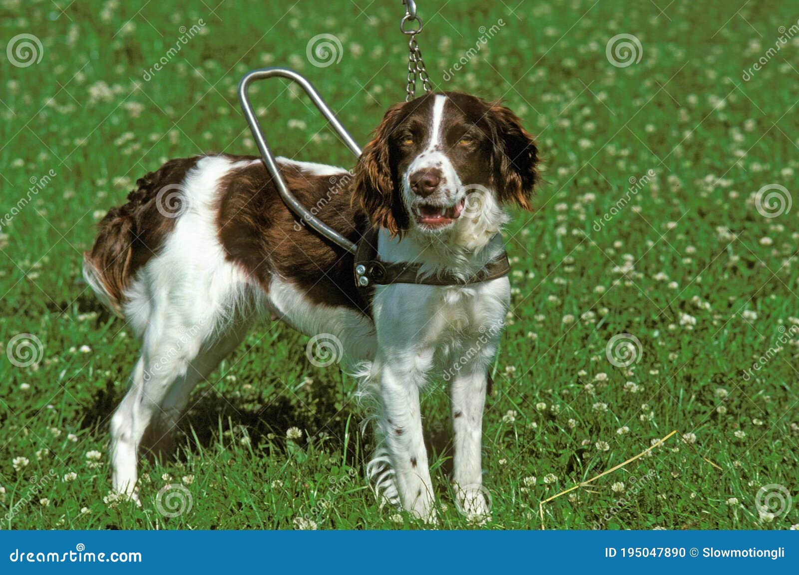 Guide Dog for the Blind stock photo. Image of canis - 195047890