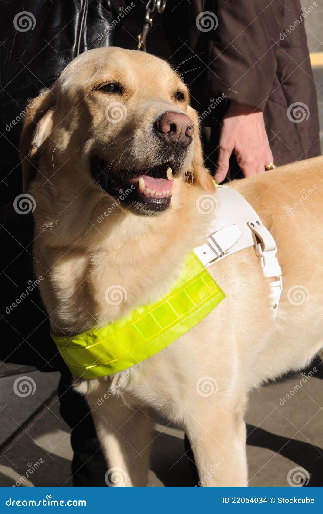 Guide Dog for the Blind stock photo. Image of vertical - 22064034