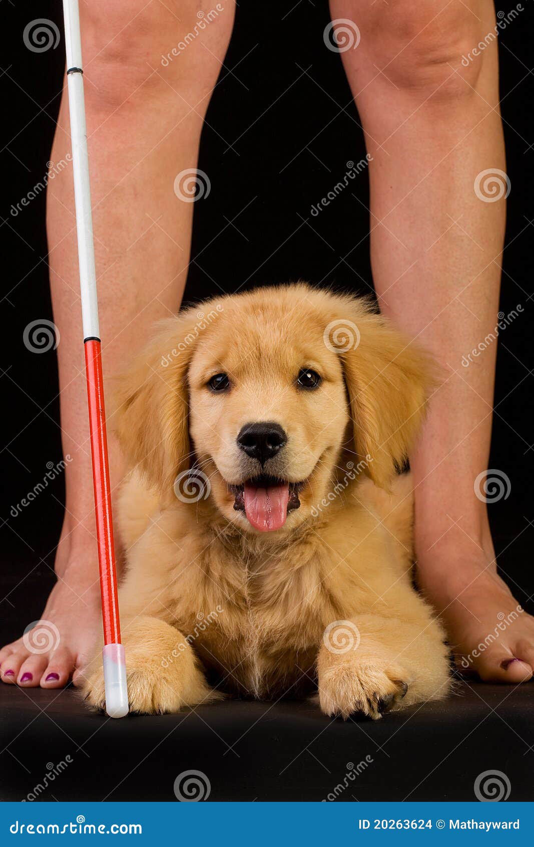 Guide Dog for the Blind in Training Stock Photo - Image of cane, friend ...