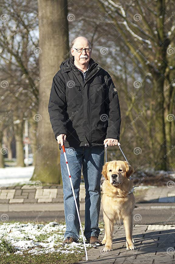 Guide Dog is Helping a Blind Man Stock Photo - Image of rescue ...