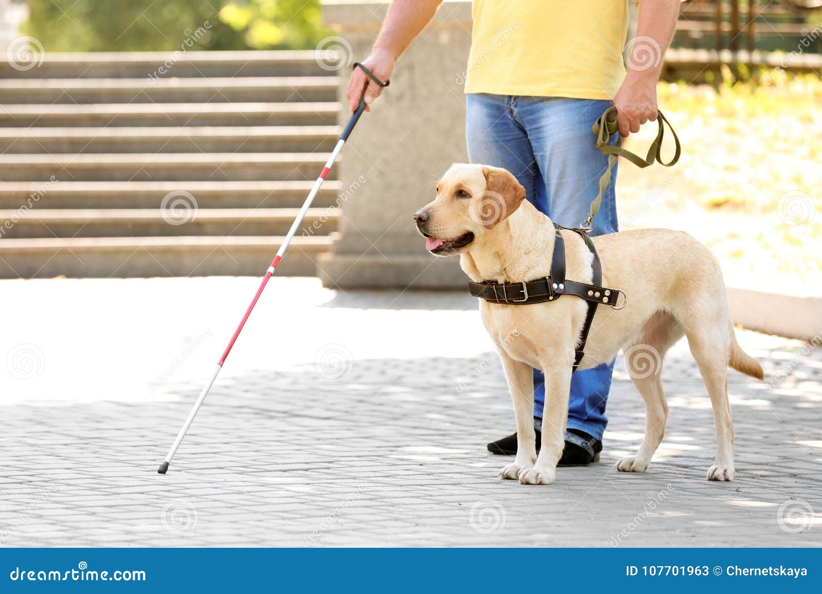 A Dog Helping A Blind Person