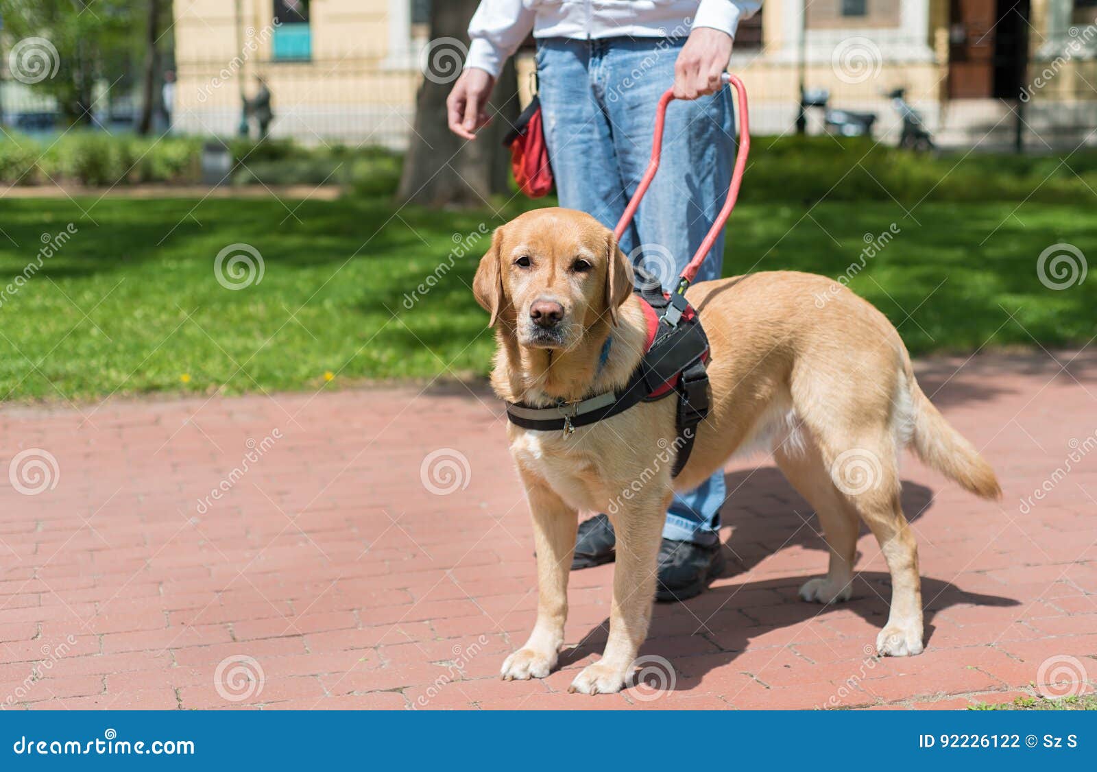 Guide Dog is Helping a Blind Man Stock Photo - Image of animal ...