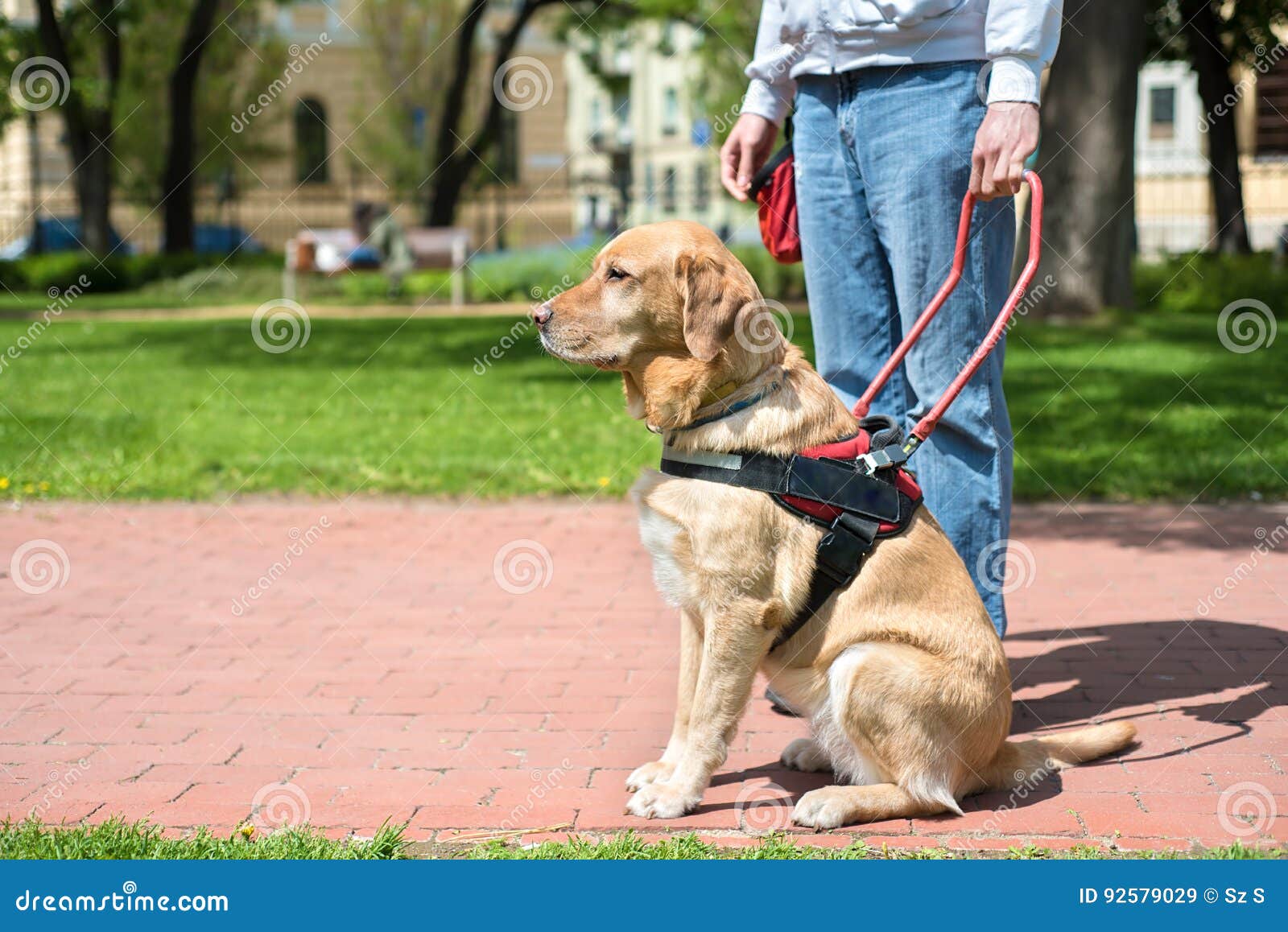 Guide Dog is Helping a Blind Man Stock Image - Image of helpmate ...