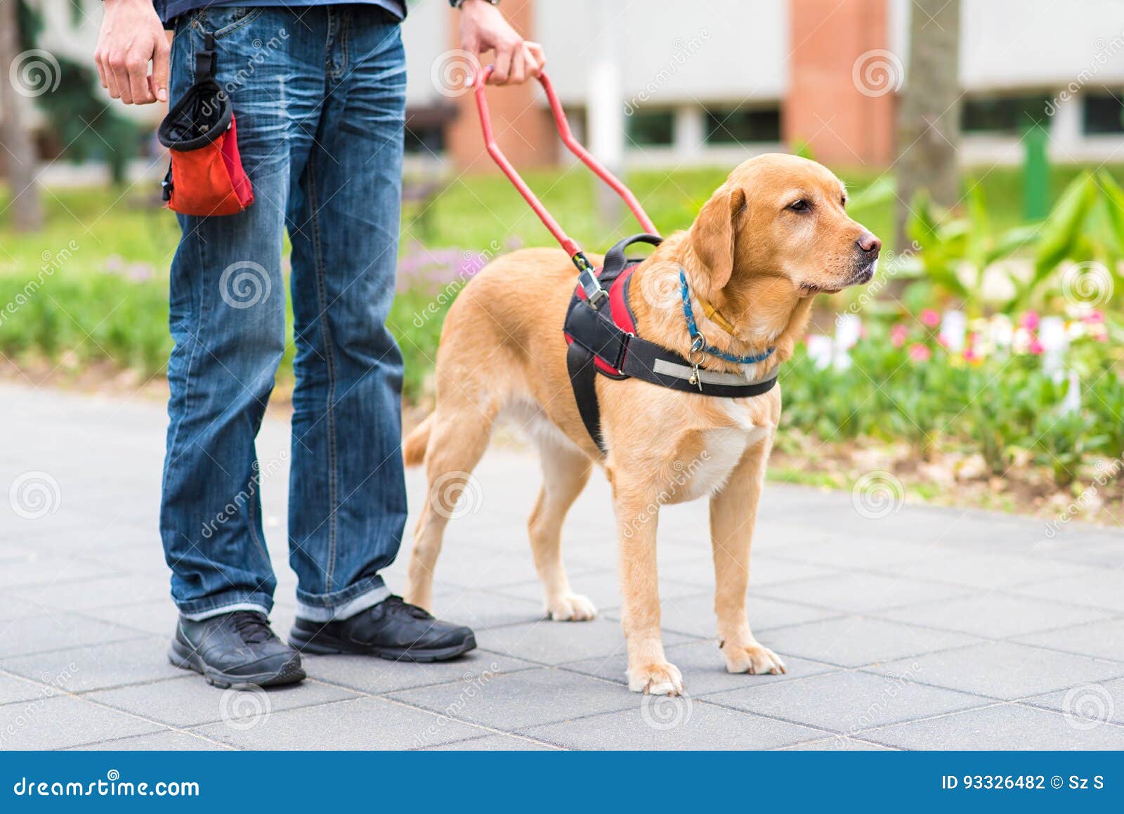 Guide Dog is Helping a Blind Man Stock Photo - Image of lead, assistant ...