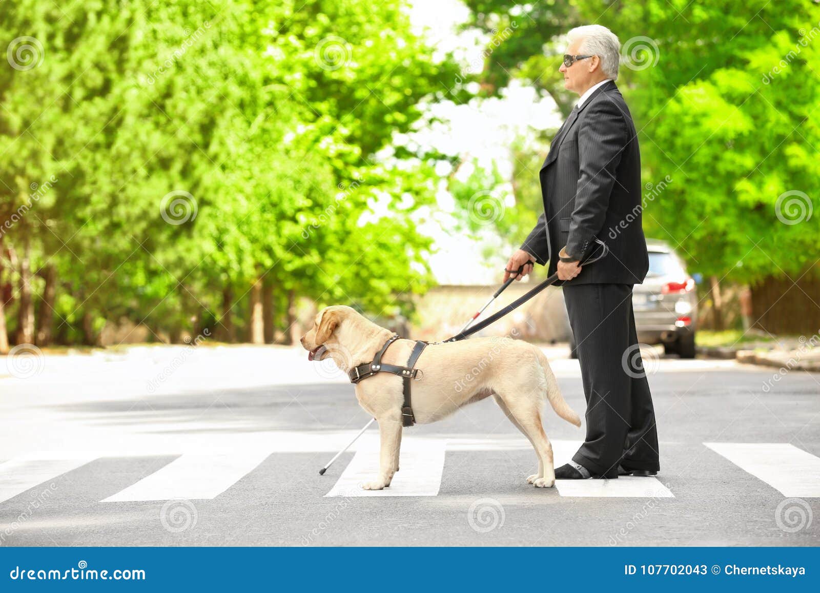 Guide Dog Helping Blind Man Stock Image - Image of elderly, labrador ... Guide Dog Helping Blind Man Stock Image - Image of elderly, labrador ...