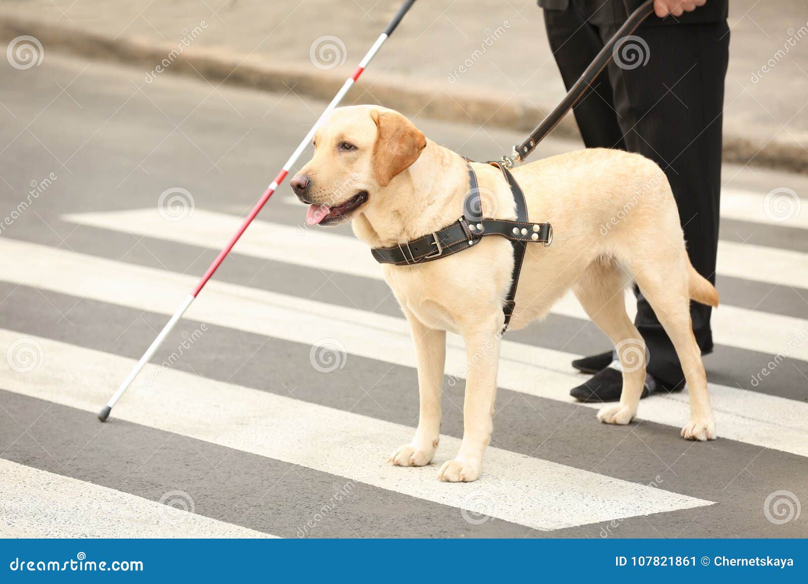 Guide Dog Helping Blind Man Stock Image - Image of labrador, assistance ... Guide Dog Helping Blind Man Stock Image - Image of labrador, assistance ...