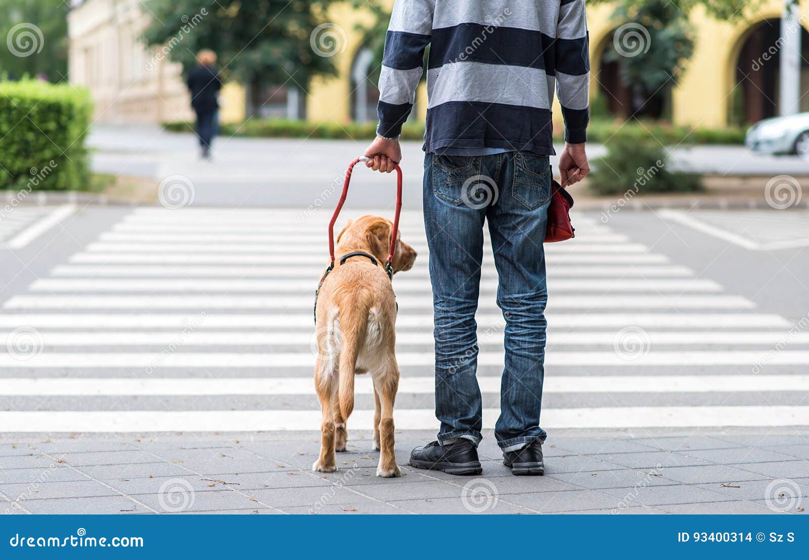 How Does A Guide Dog Know When To Cross The Road