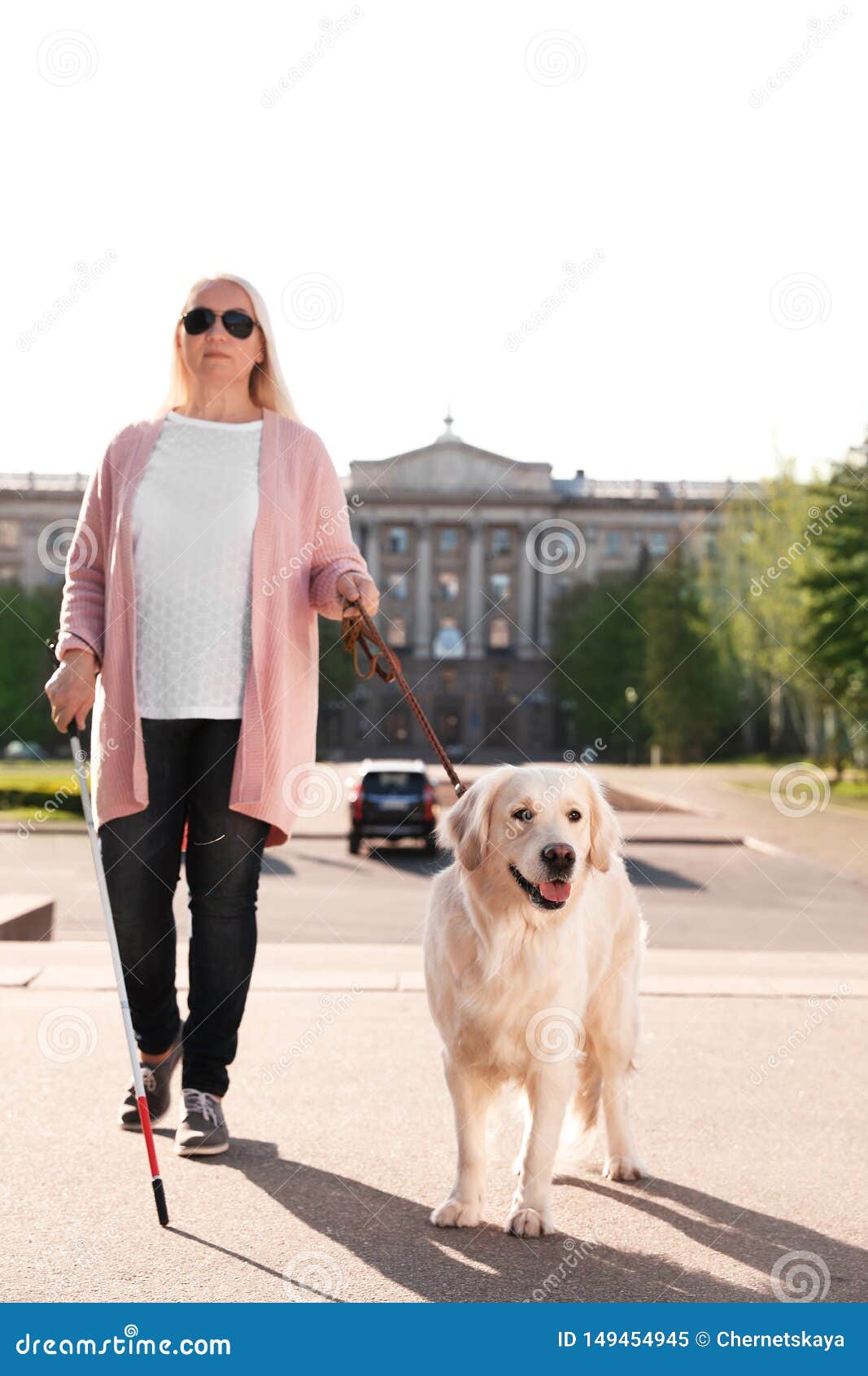 Guide Dog Helping Blind Person with Long Cane Walking Stock Image ...