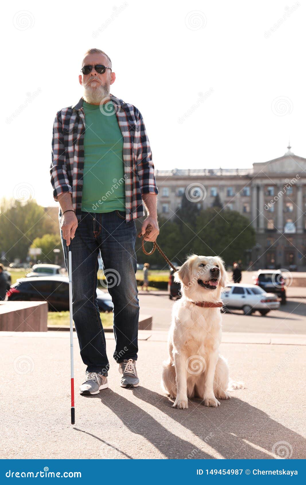 Guide Dog Helping Blind Person with Long Cane Walking Stock Image ...