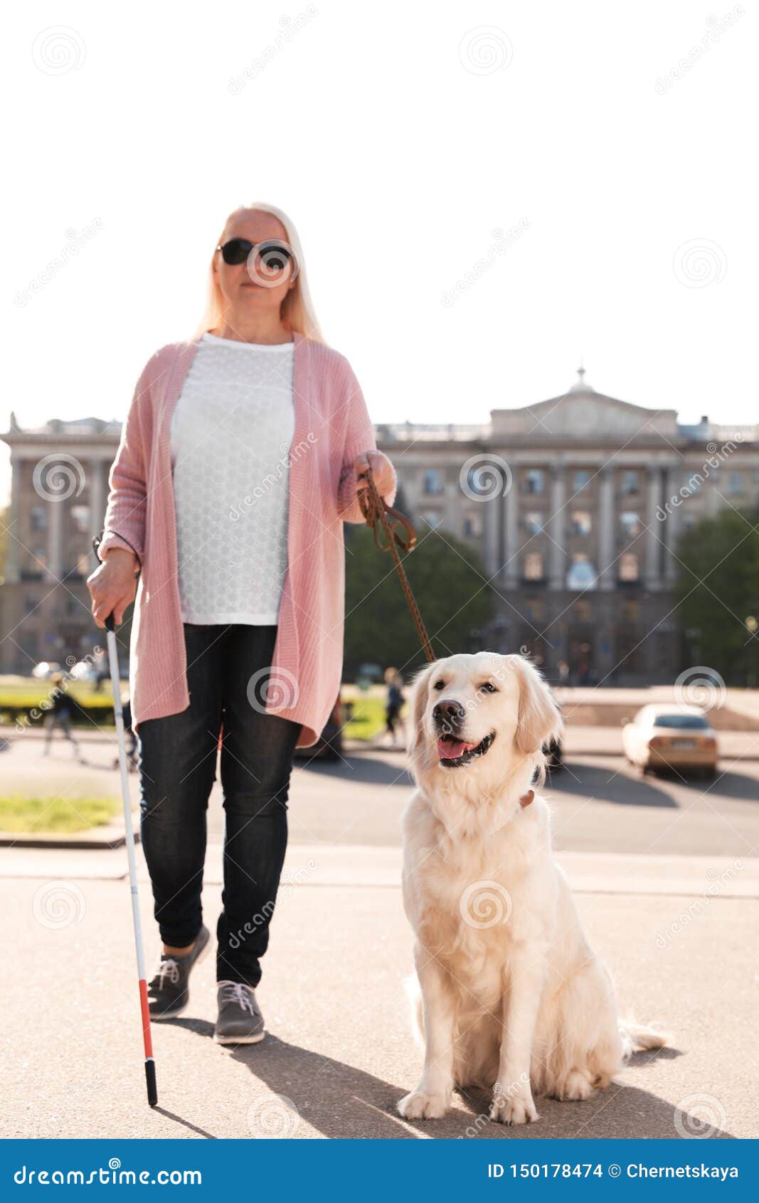 Guide Dog Helping Blind Person with Long Cane Walking Stock Photo ...