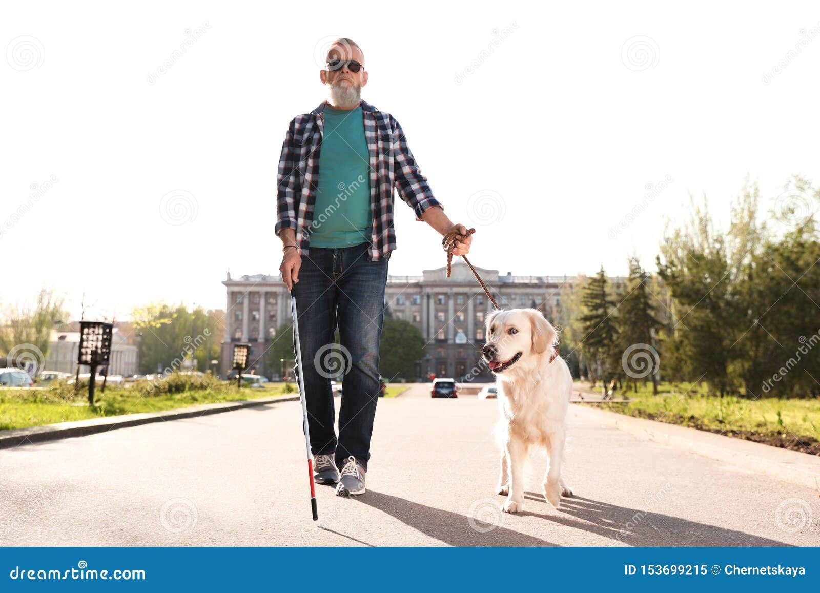 Guide Dog Helping Blind Person with Long Cane Walking Stock Image ...
