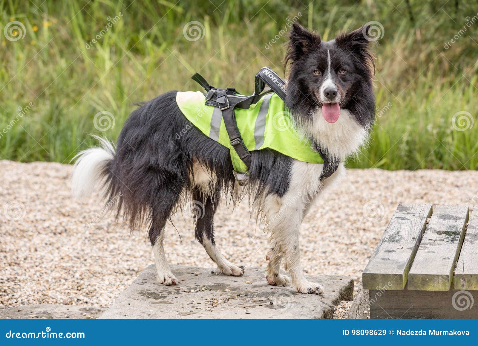 Guide Dog with a Tow Harrow Stock Image - Image of animal, green: 98098629