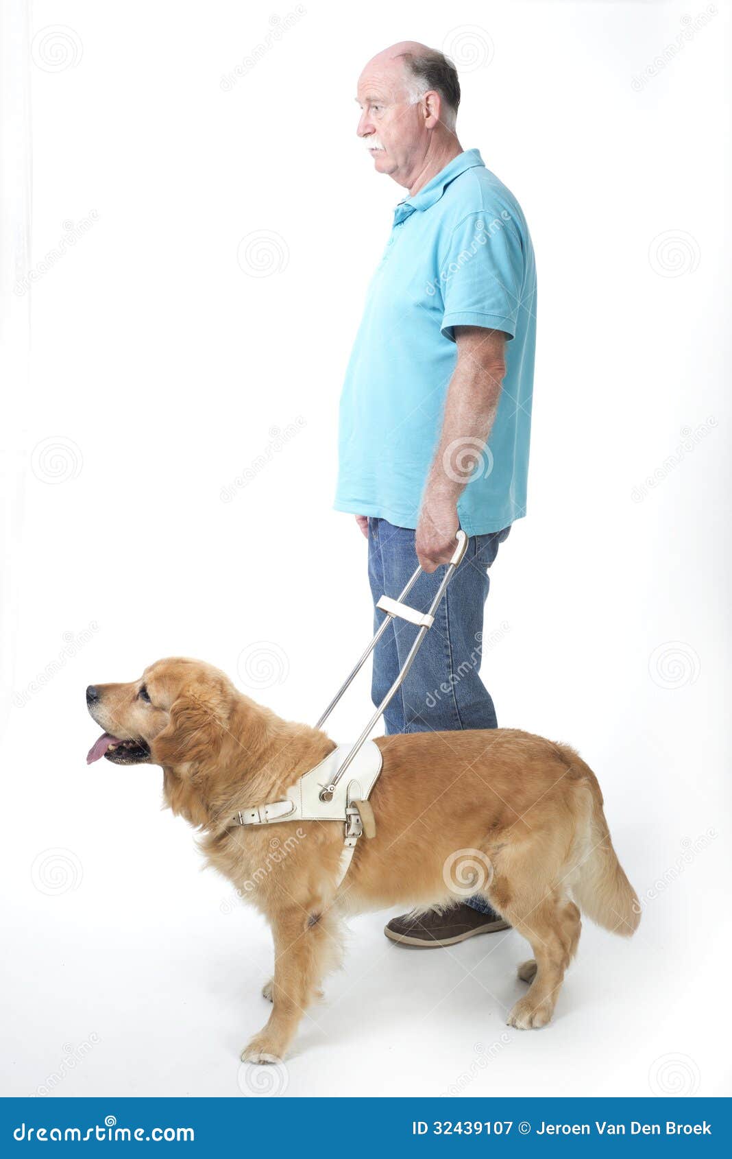 Guide dog on white stock image. Image of help, guide - 32439107