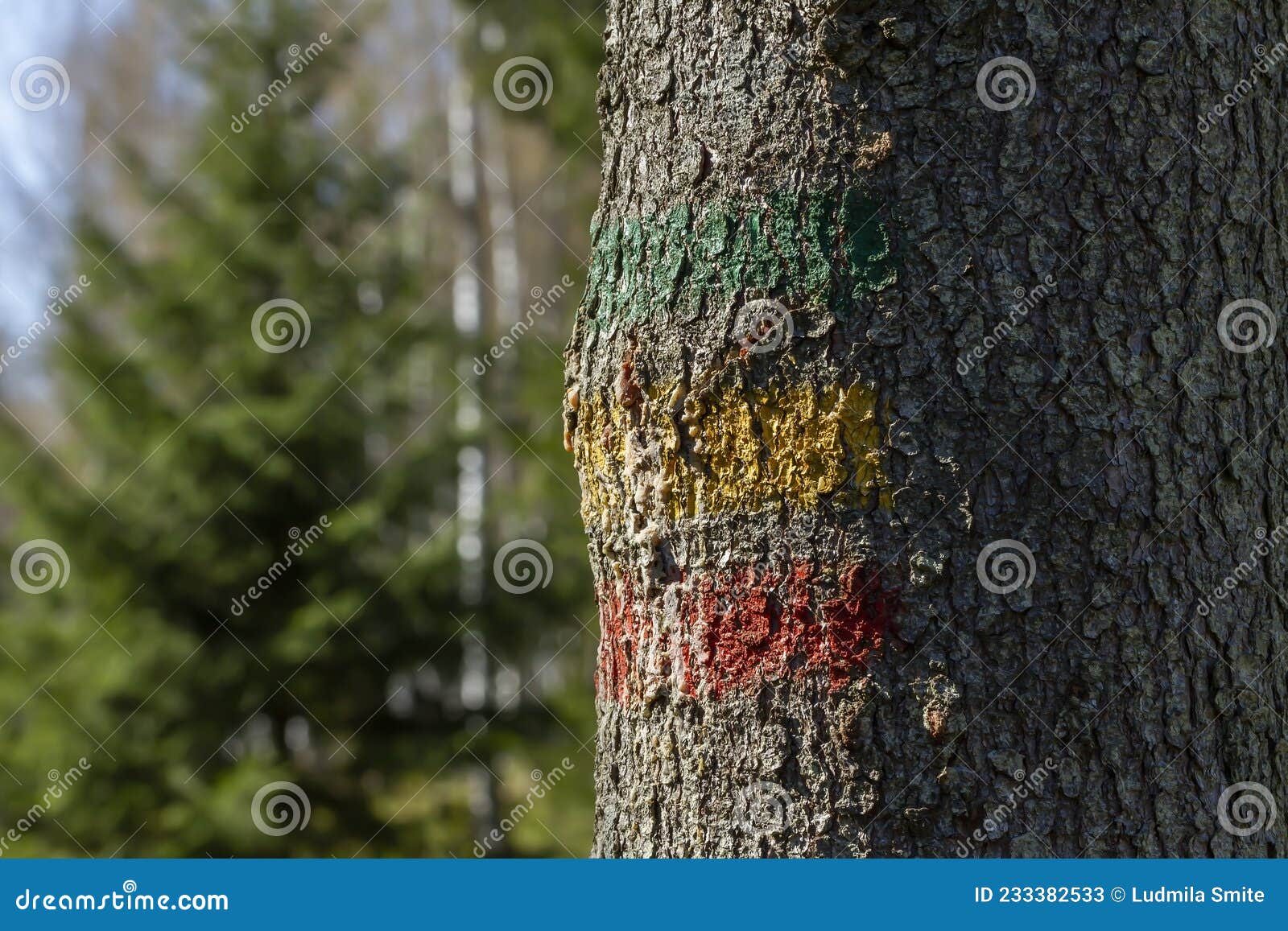 Guide-mark on a tree stock image. Image of mark, outdoor - 233382533