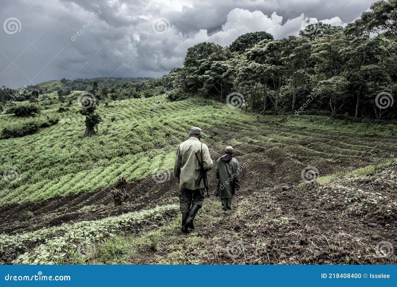 Guide in Old Growth Forest in Nord Kivu Editorial Image - Image of ...