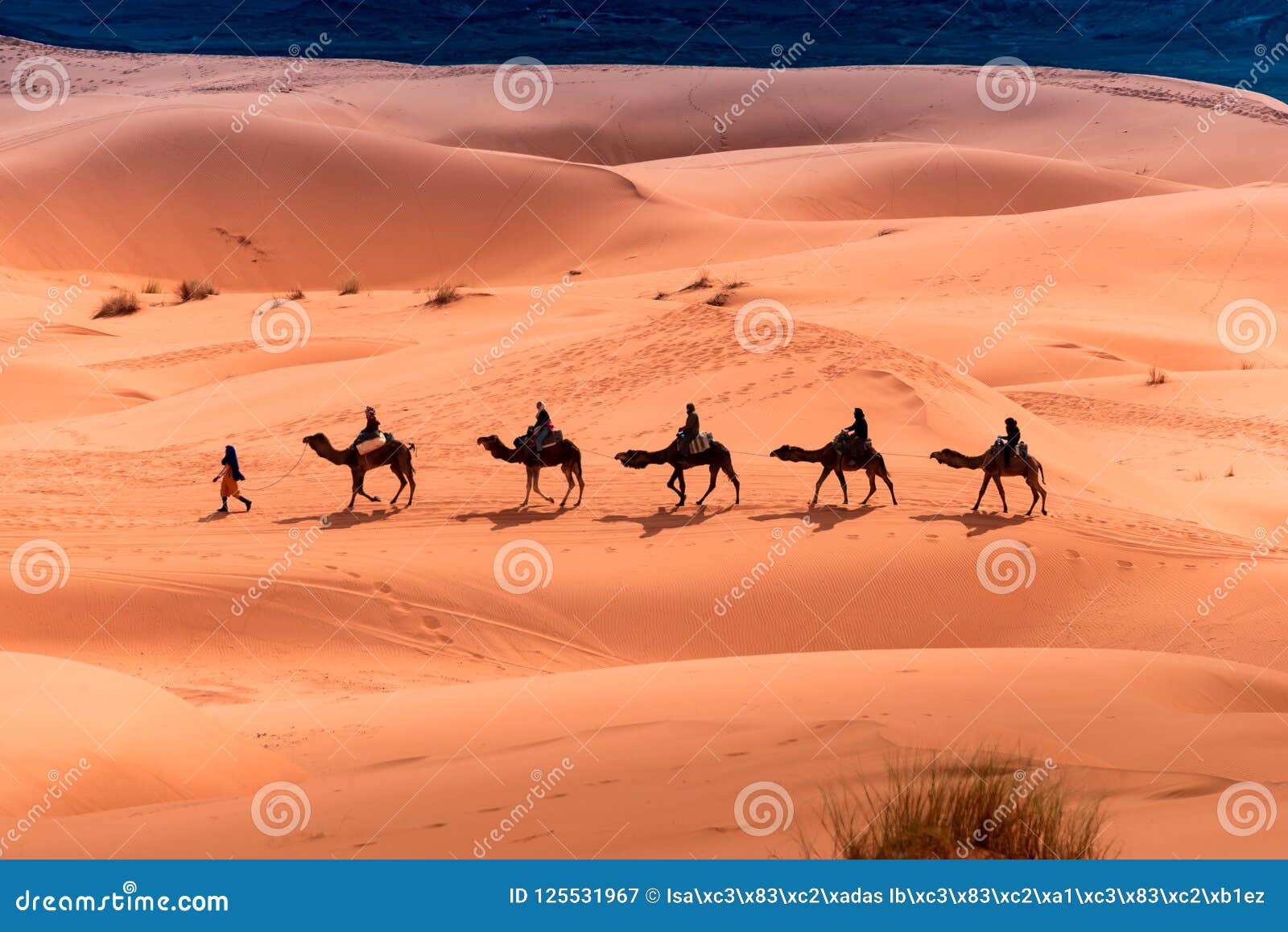 Camel Ride through the Desert Editorial Photography - Image of caravan ...