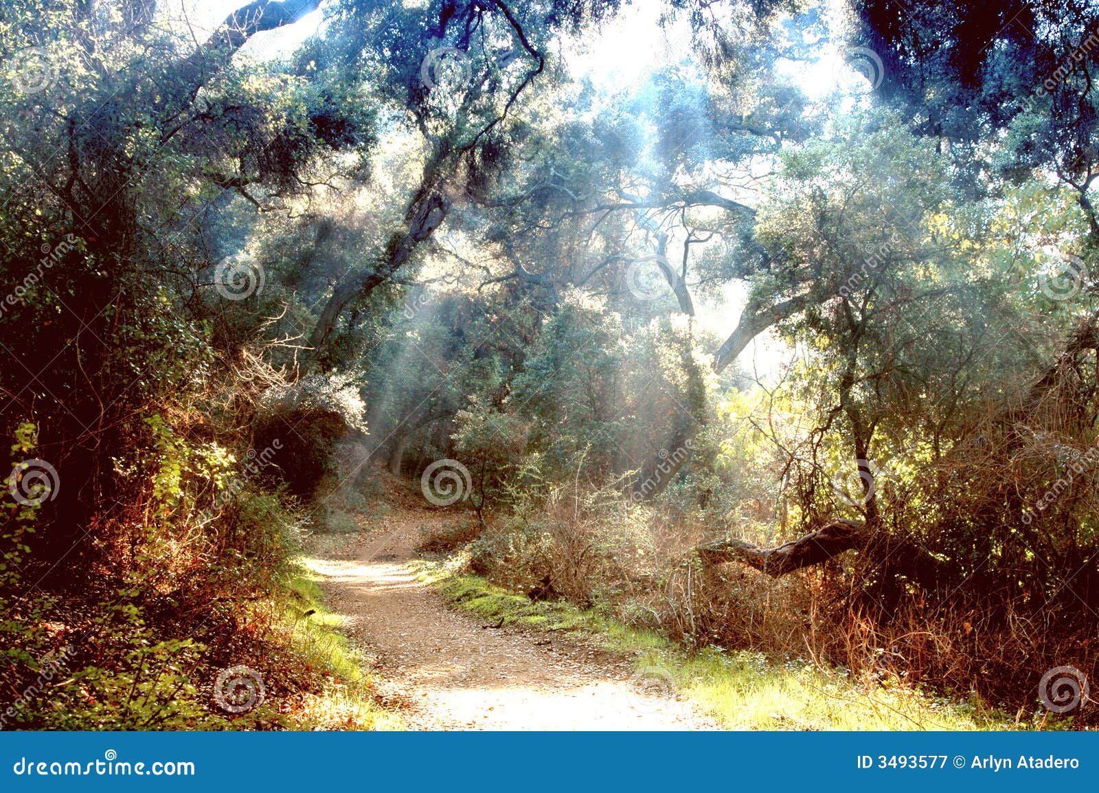 Guiding Light 2 stock image. Image of trees, nature, trail - 3493577