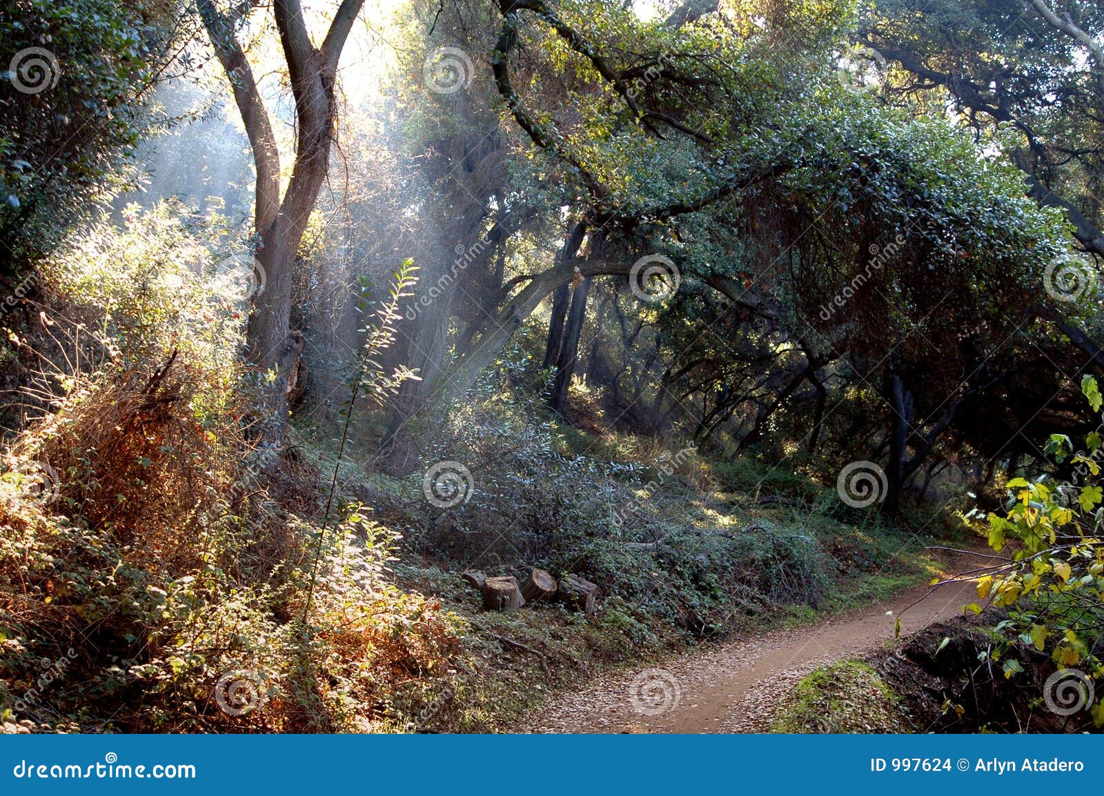 Guiding Light stock photo. Image of nature, spiritual, woods - 997624