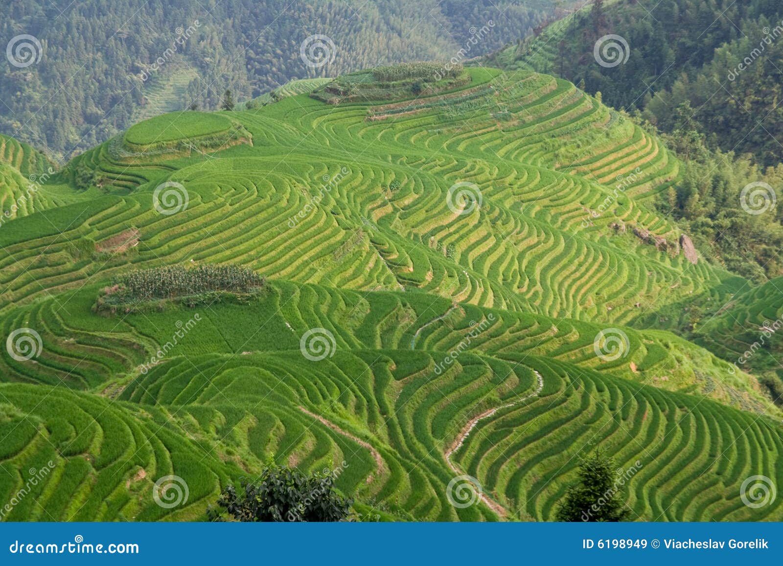 Guilin Rice Field Terrace stock image. Image of meadow - 6198949