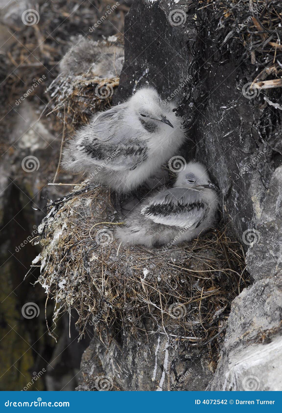 Guillemot Chicks Nesting on a Cliff Stock Photo - Image of farne ...