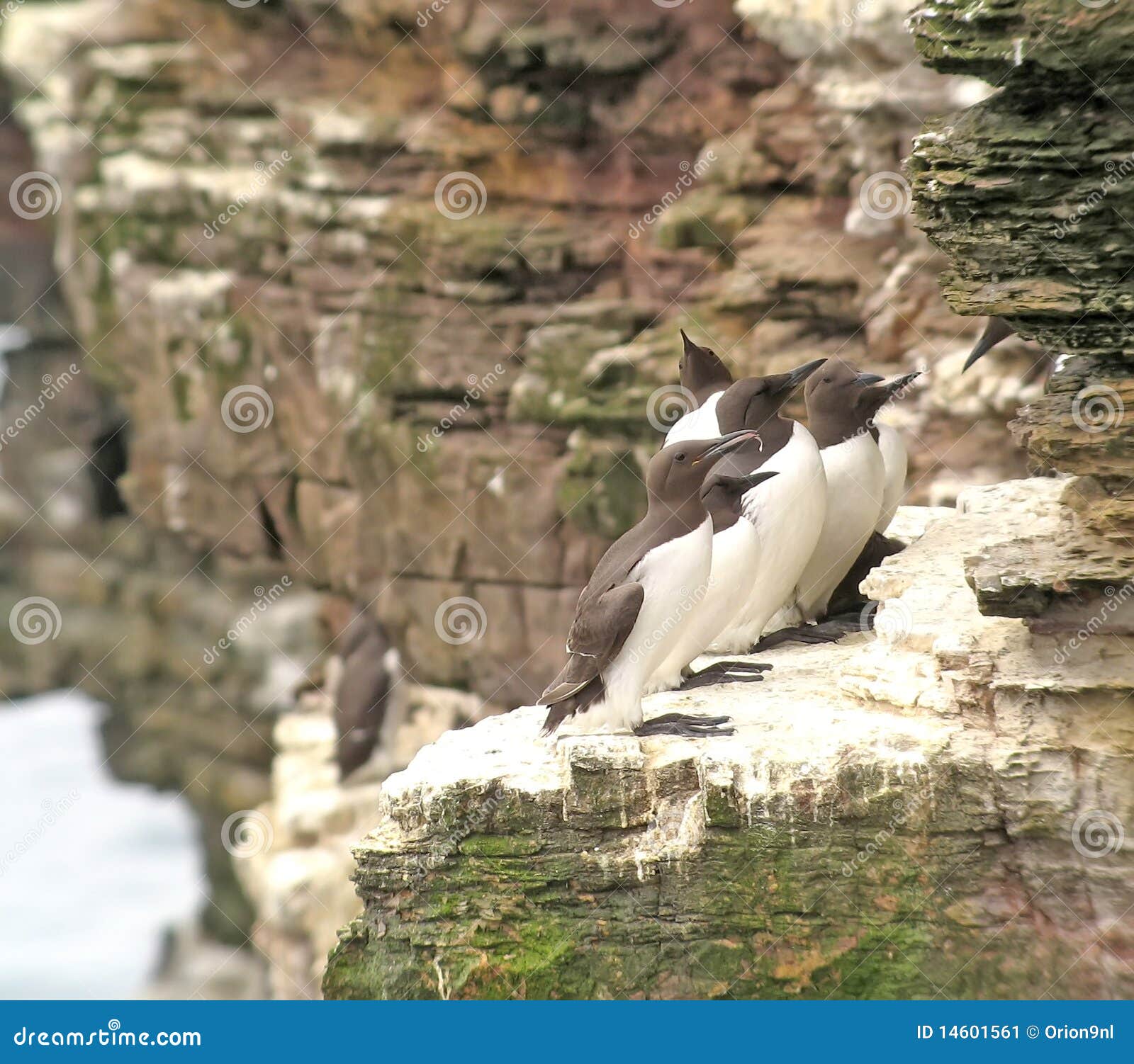 Guillemot Eating Small Fish on Ledge Stock Image - Image of bill, ledge ...