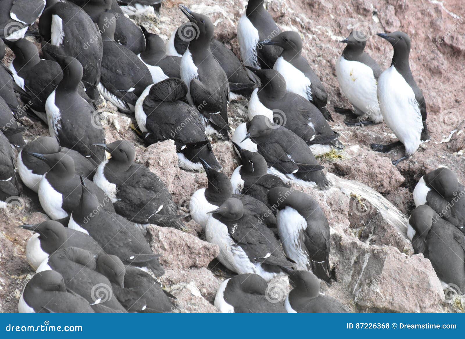Guillemots stock photo. Image of guillemot, wildlife - 87226368