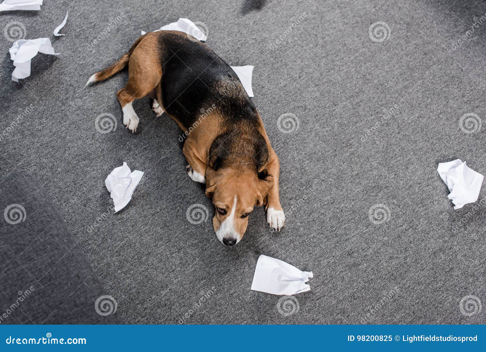 Guilty Dog Lying On Bed With Toilet Paper Stock Photography ...
