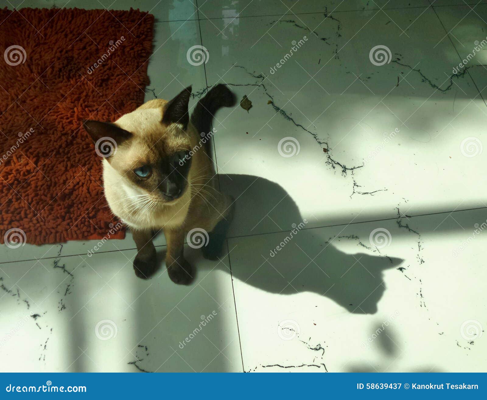 Guilty Cat Confessing for it S Crime Stock Image - Image of guilty ...