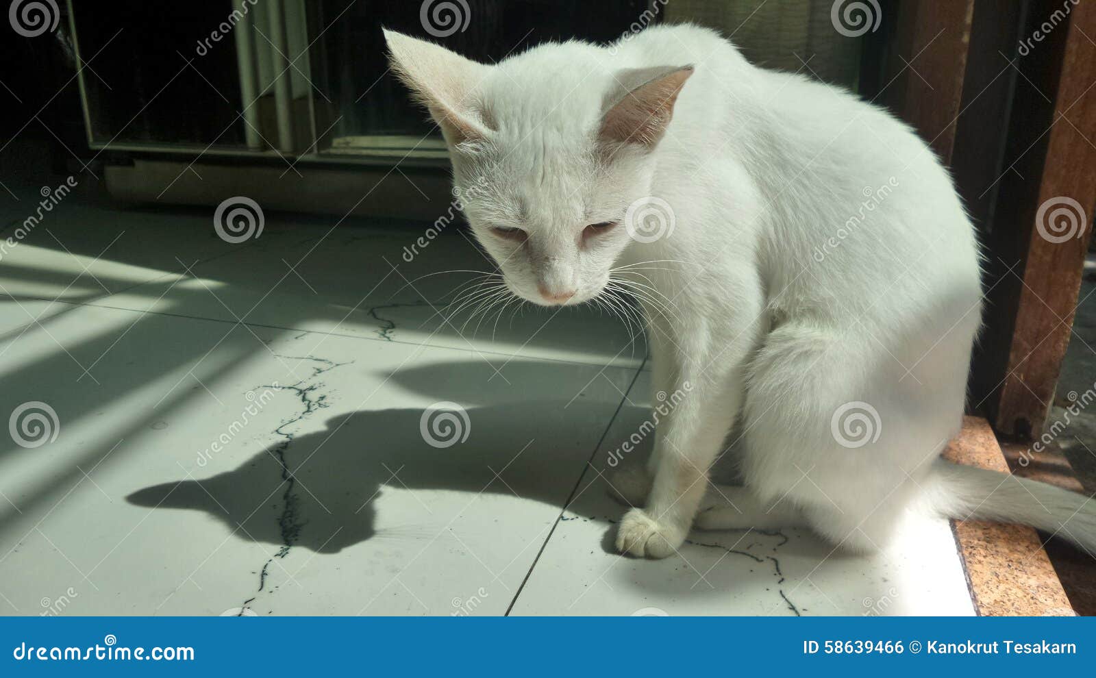 Guilty Cat Confessing for it S Crime Stock Photo - Image of naughty ...