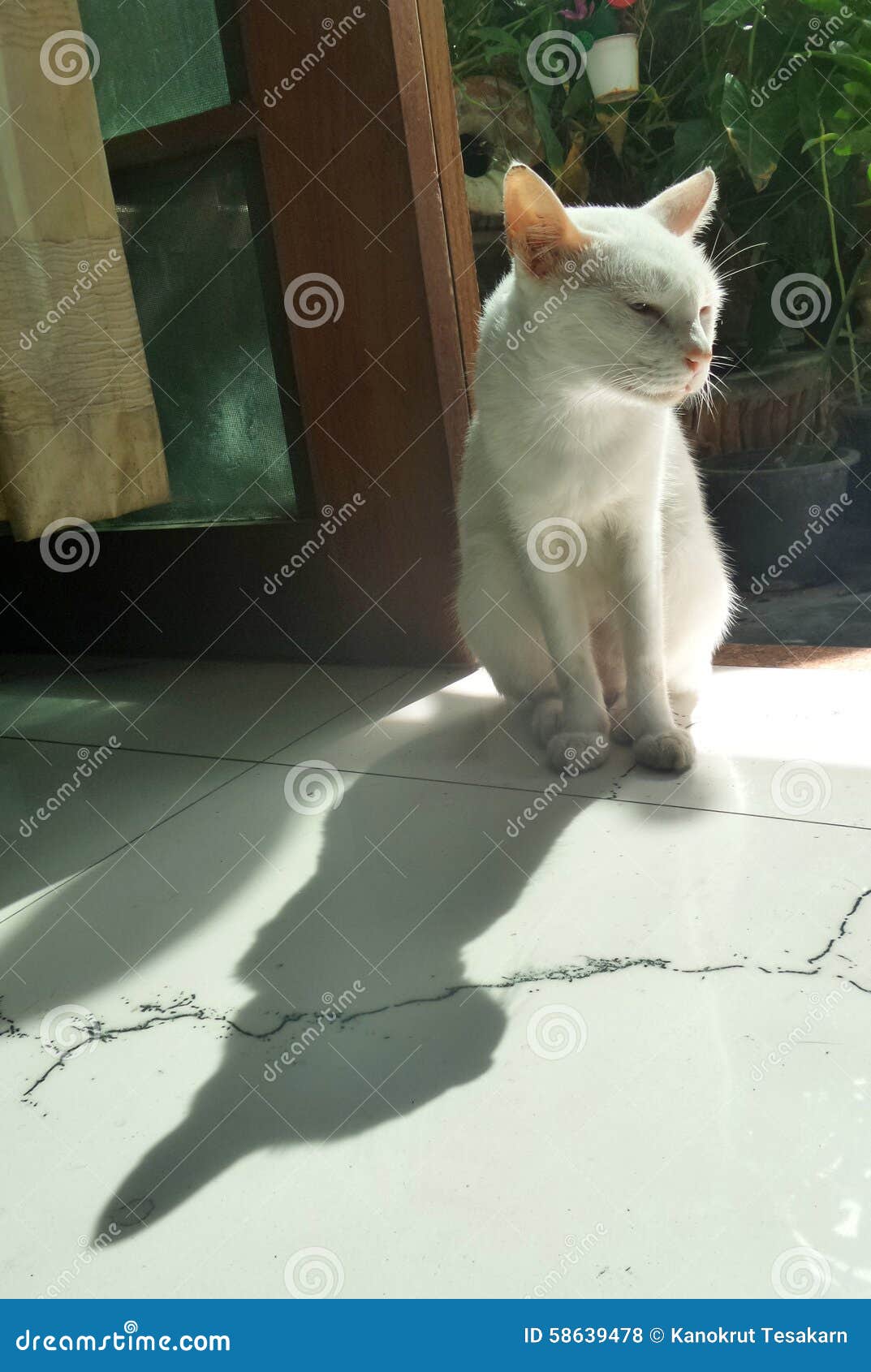 Guilty Cat Confessing for it S Crime Stock Photo - Image of snapshot ...
