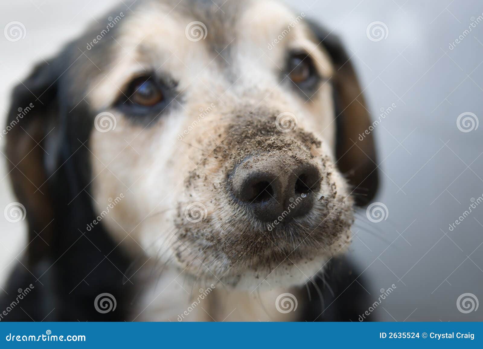 Guilty Pug Royalty-Free Stock Image | CartoonDealer.com #5497924