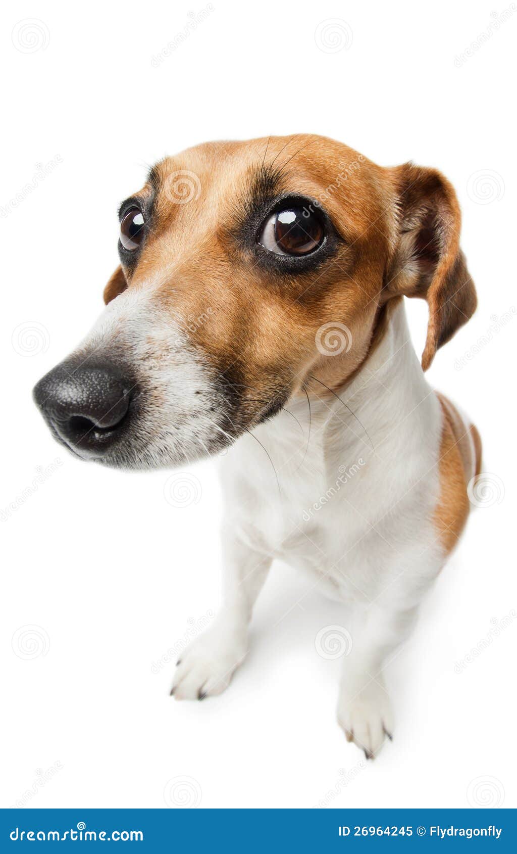 Guilty dog on white. stock image. Image of jack, friend - 26964245