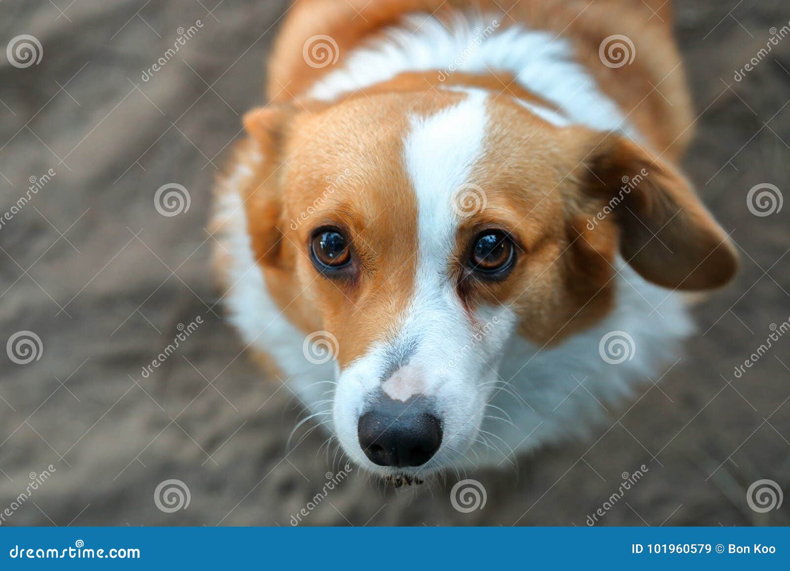 Guilty Face Expression