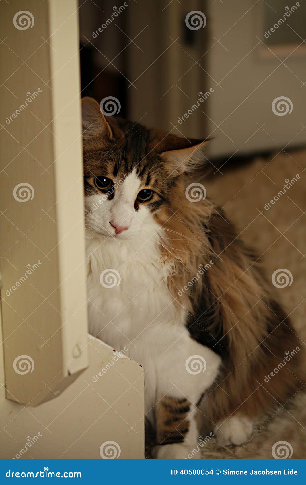 Guilty Kitten stock photo. Image of sneaky, cats, baby - 40508054