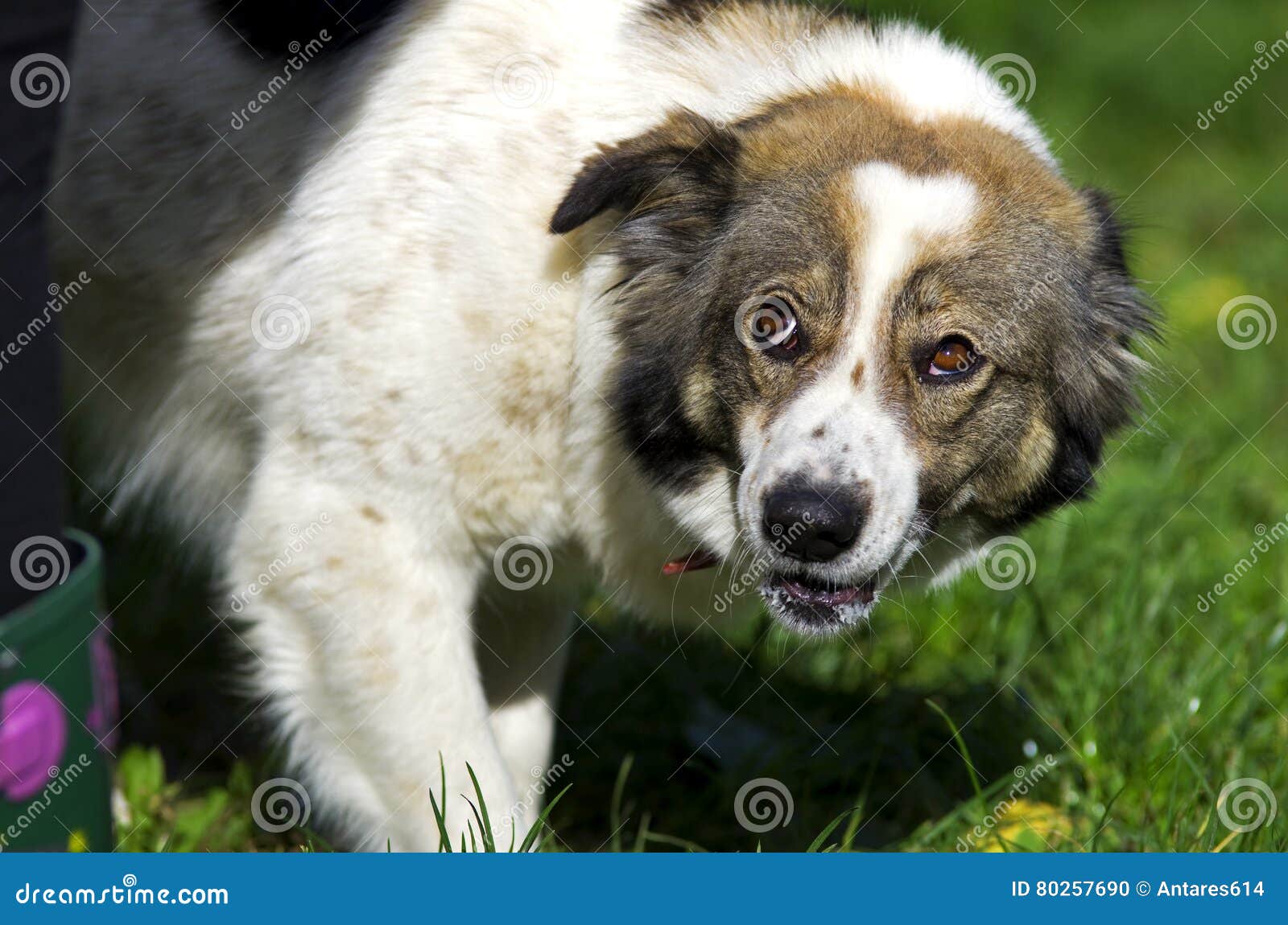 Guilty look stock photo. Image of eyes, owner, companion - 80257690