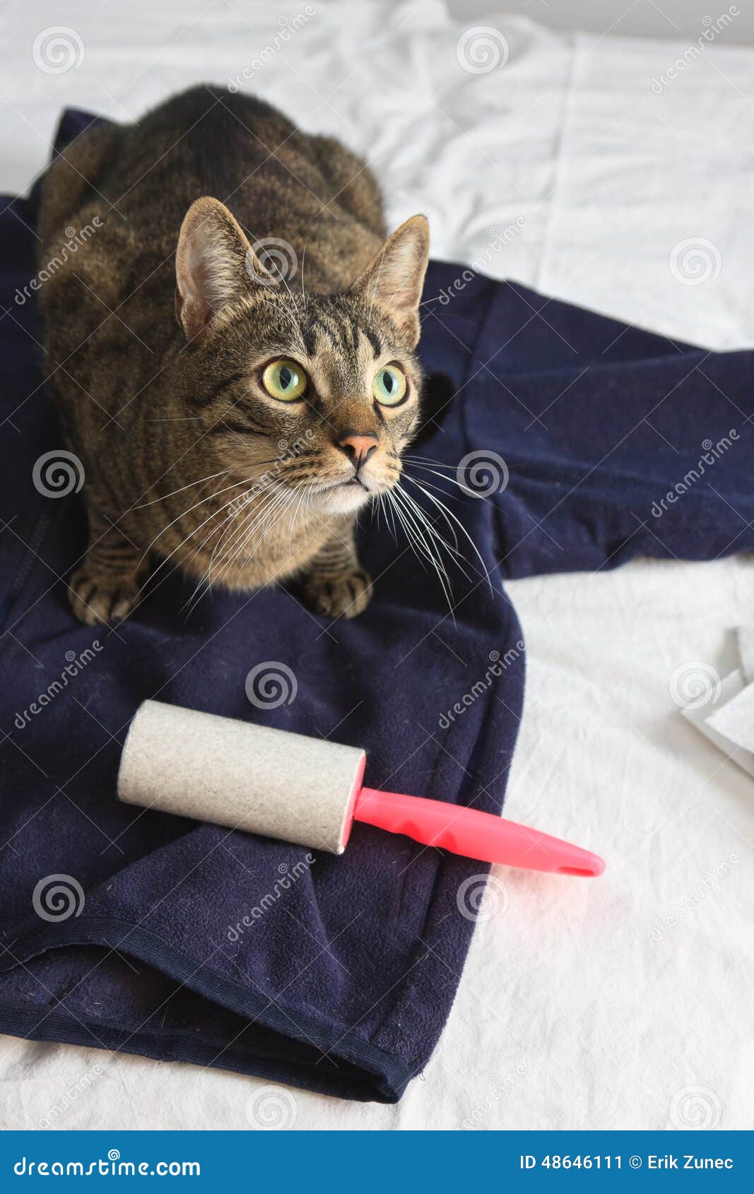 Guilty Looking Puppy, English Bulldog Puppy Looking Up With Guilty ...