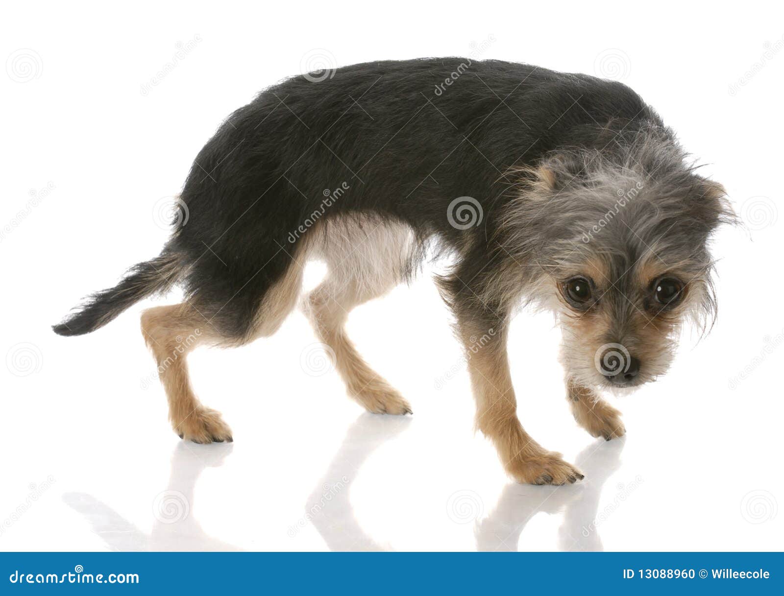 Guilty looking dog stock photo. Image of cute, slink - 13088960