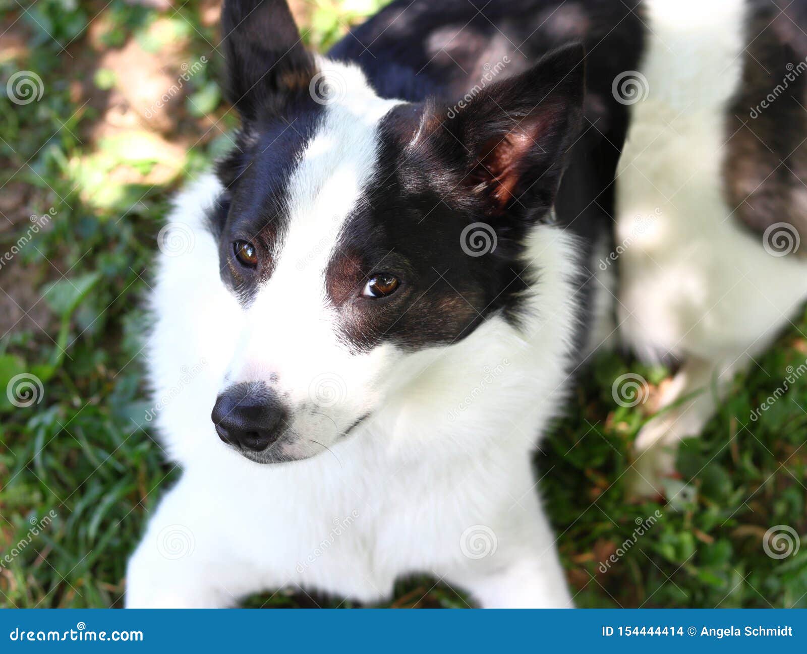 Guilty Looking Dog stock photo. Image of breed, alone - 154444414