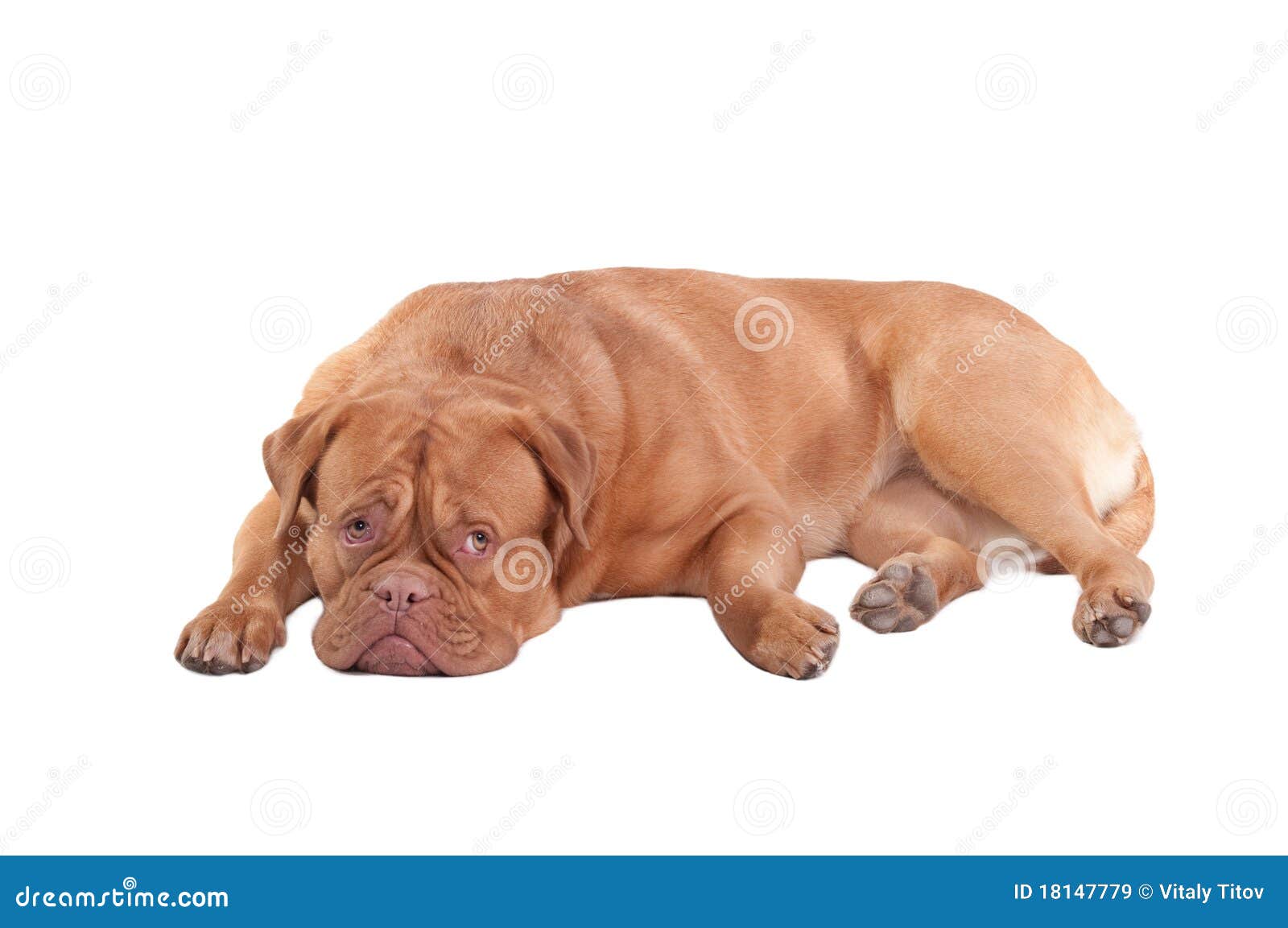 Guilty Looking Puppy, English Bulldog Puppy Looking Up With Guilty ...