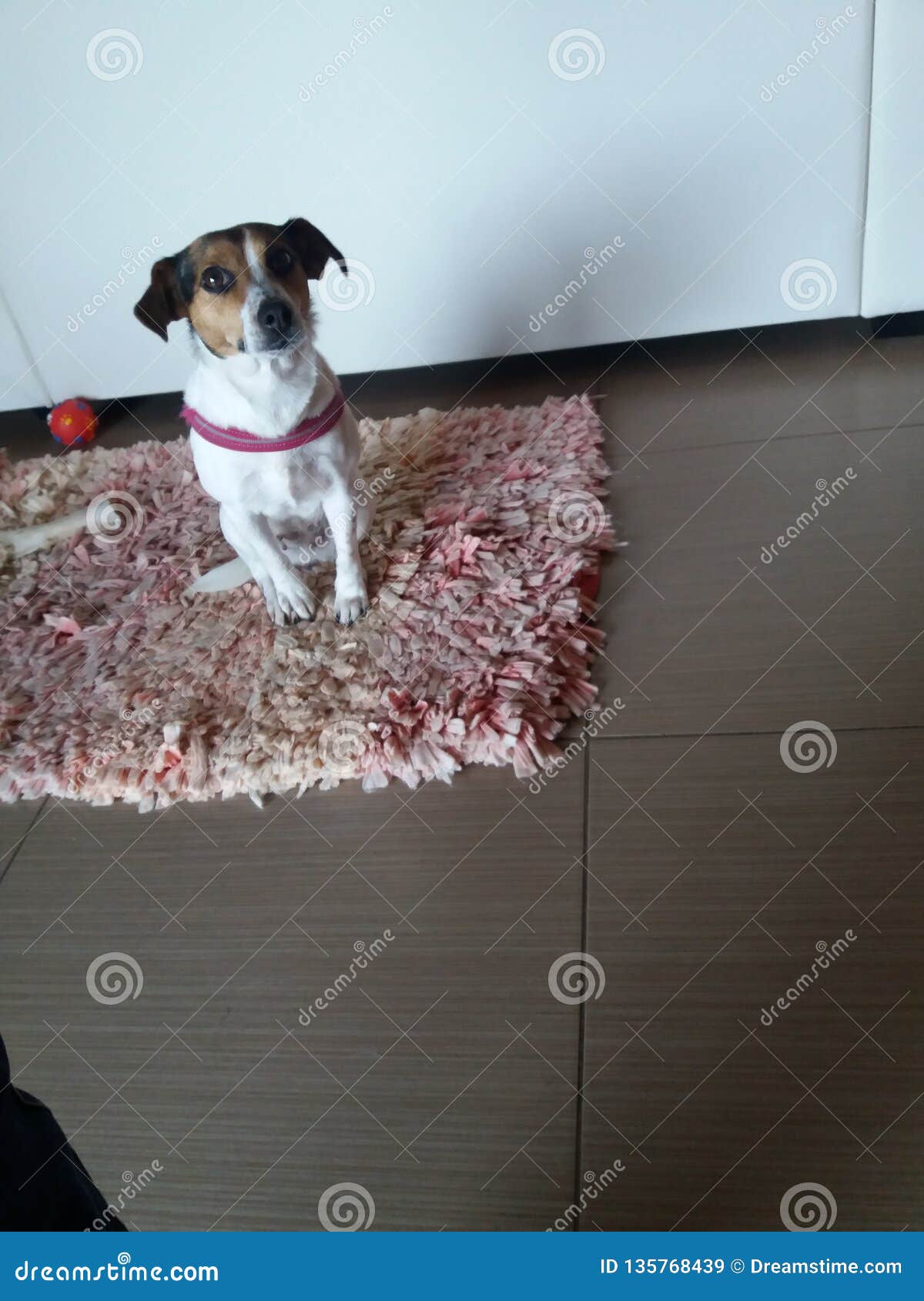Guilty Puppy Sitting On A Bed Stock Photo | CartoonDealer.com #202409898