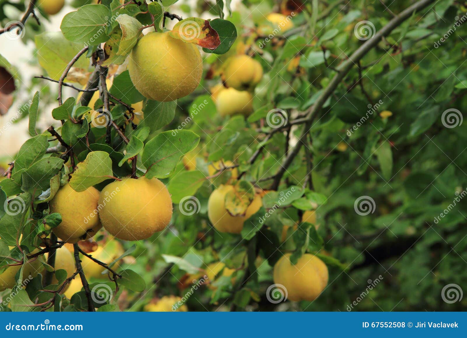 Guince Fruit from the Garden Stock Photo - Image of juicy, marmalade ...