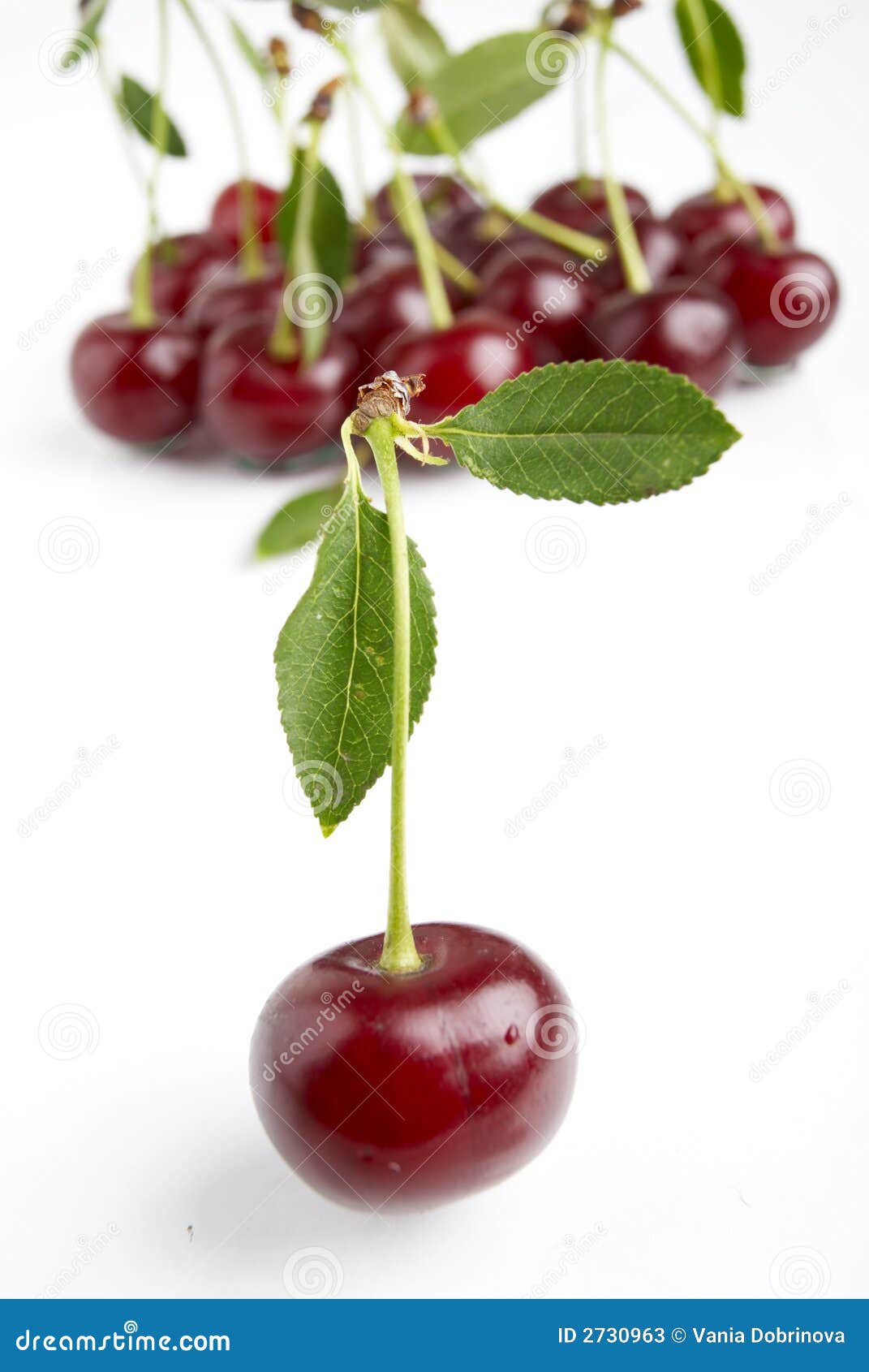 Guinda imagen de archivo. Imagen de verano, dieta, frescura - 2730963