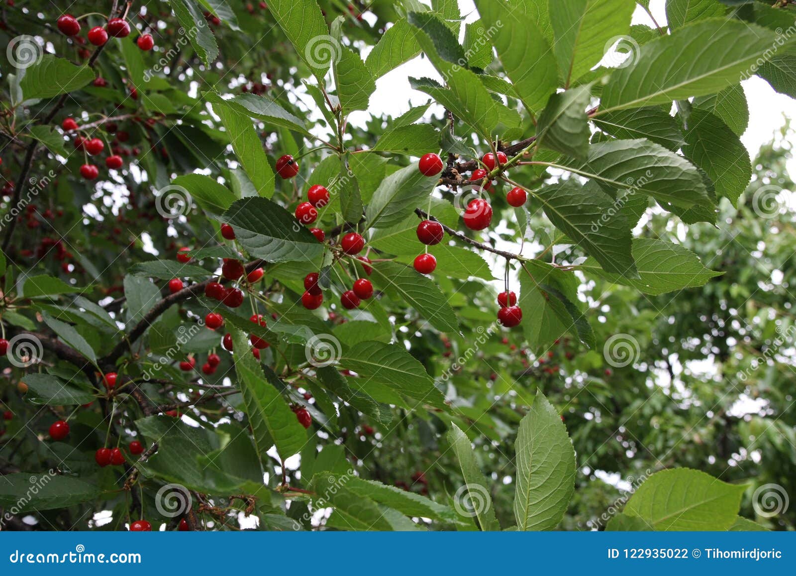 Guindas foto de archivo. Imagen de resorte, vibrante - 122935022
