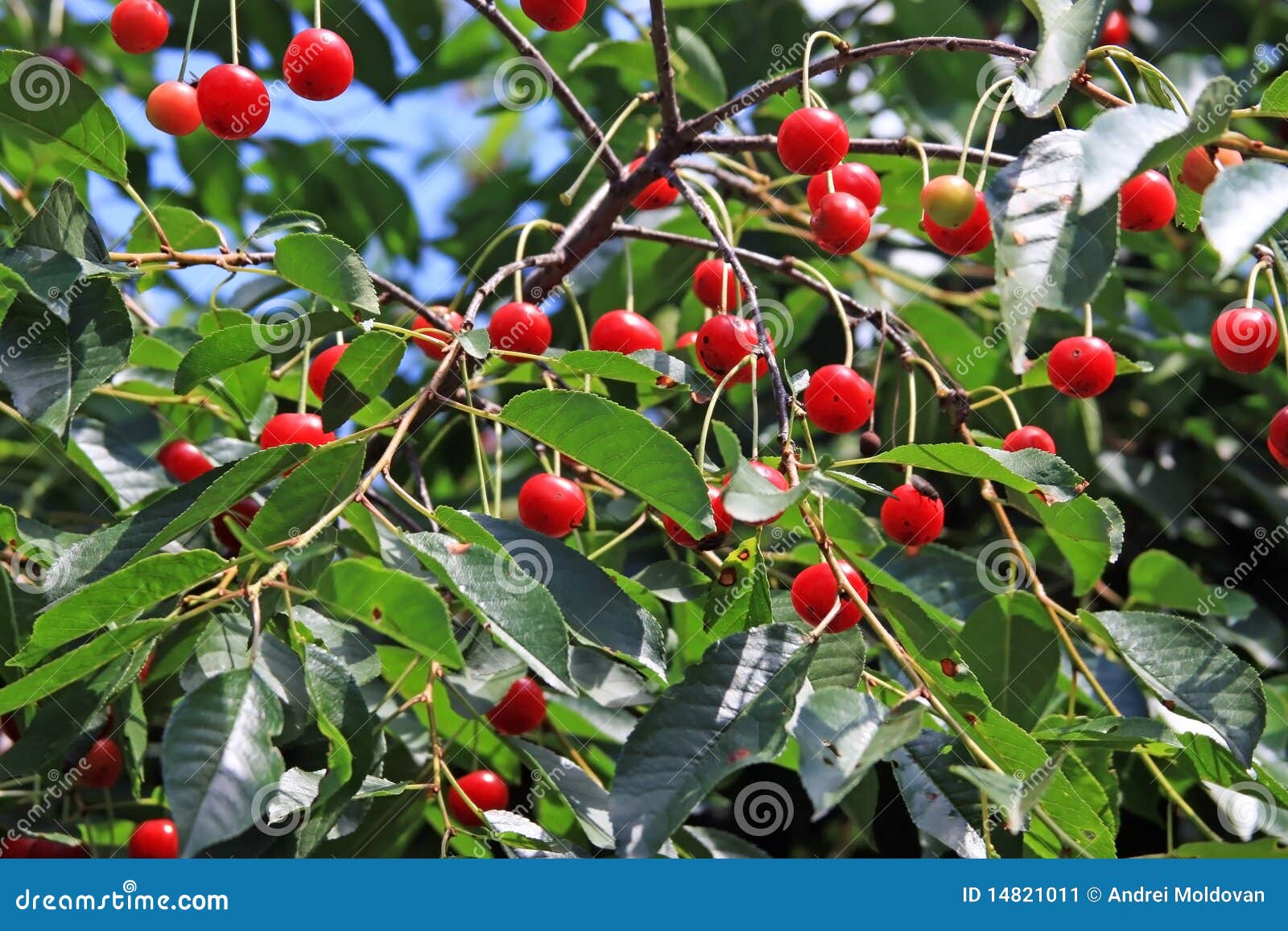 Guindas imagen de archivo. Imagen de hojas, blanco, frutas - 14821011