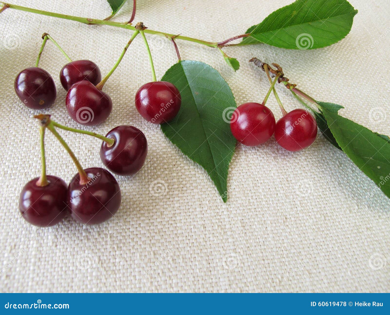 Guindas foto de archivo. Imagen de rojo, cereza, agrio - 60619478