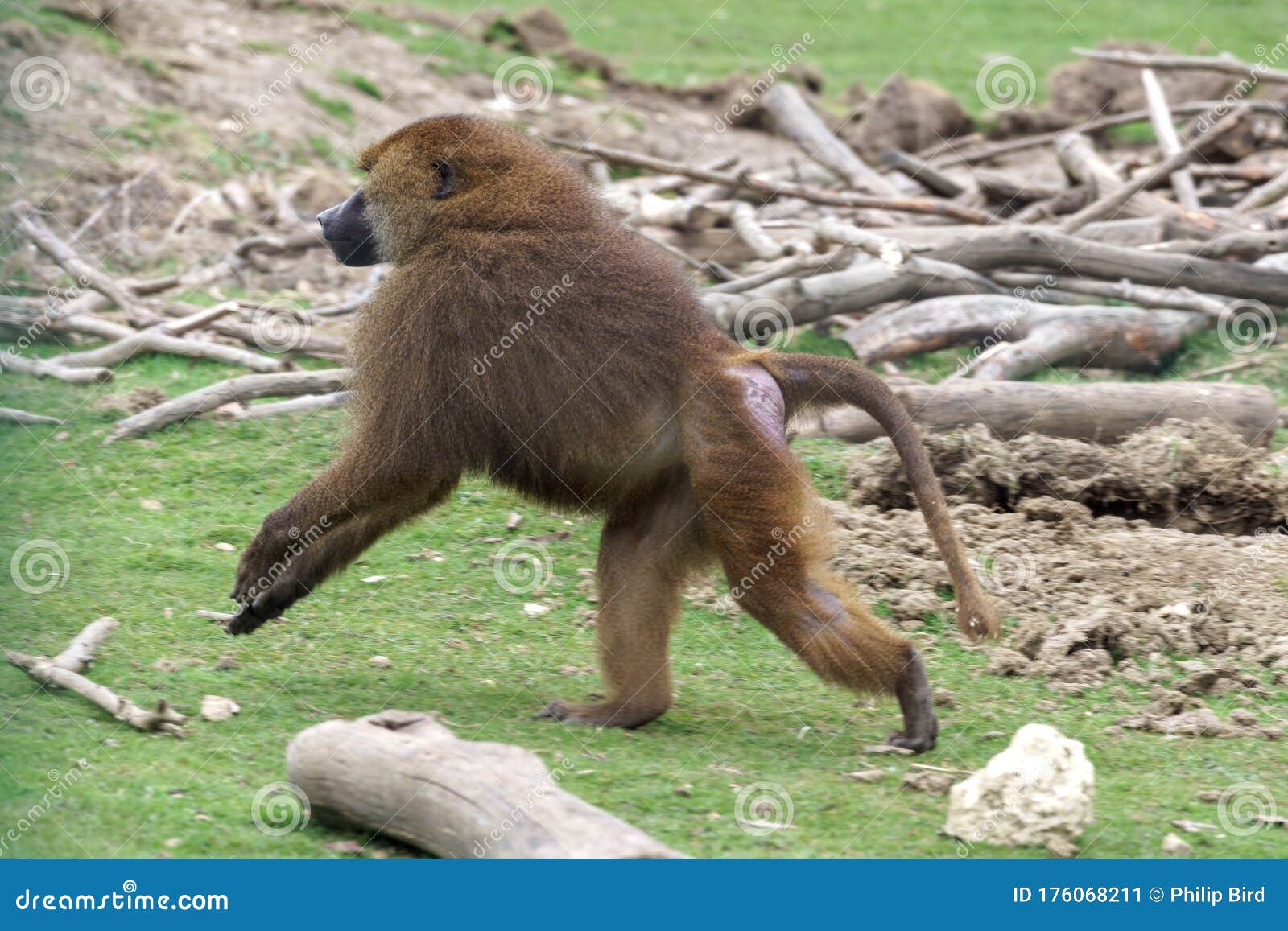 Guinea Baboon Papio Hamadryas Papio Running Stock Image - Image of ...