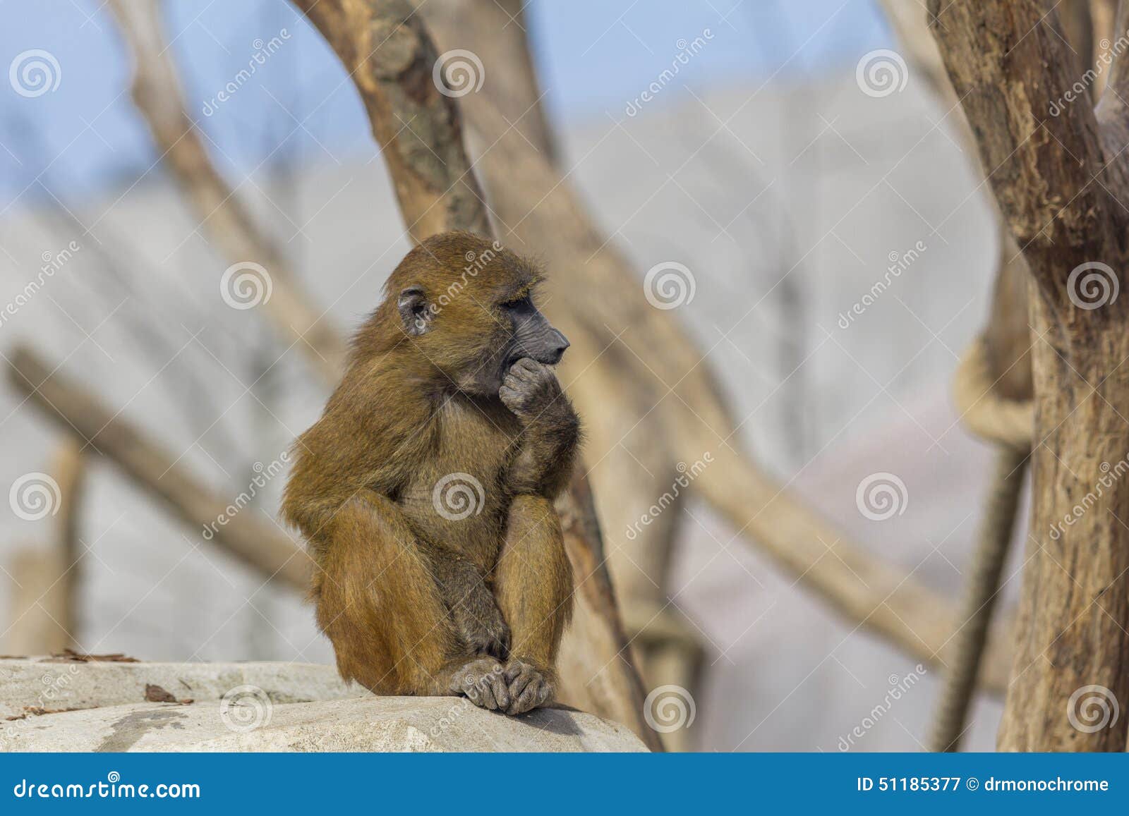 Guinea Baboon Picking Its Teeth Stock Image - Image of guinea, sitting ...